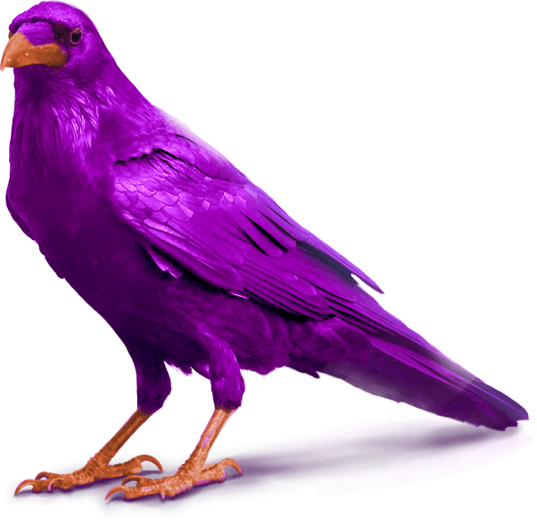 purple raven bird image | Digi Dezine Web Design